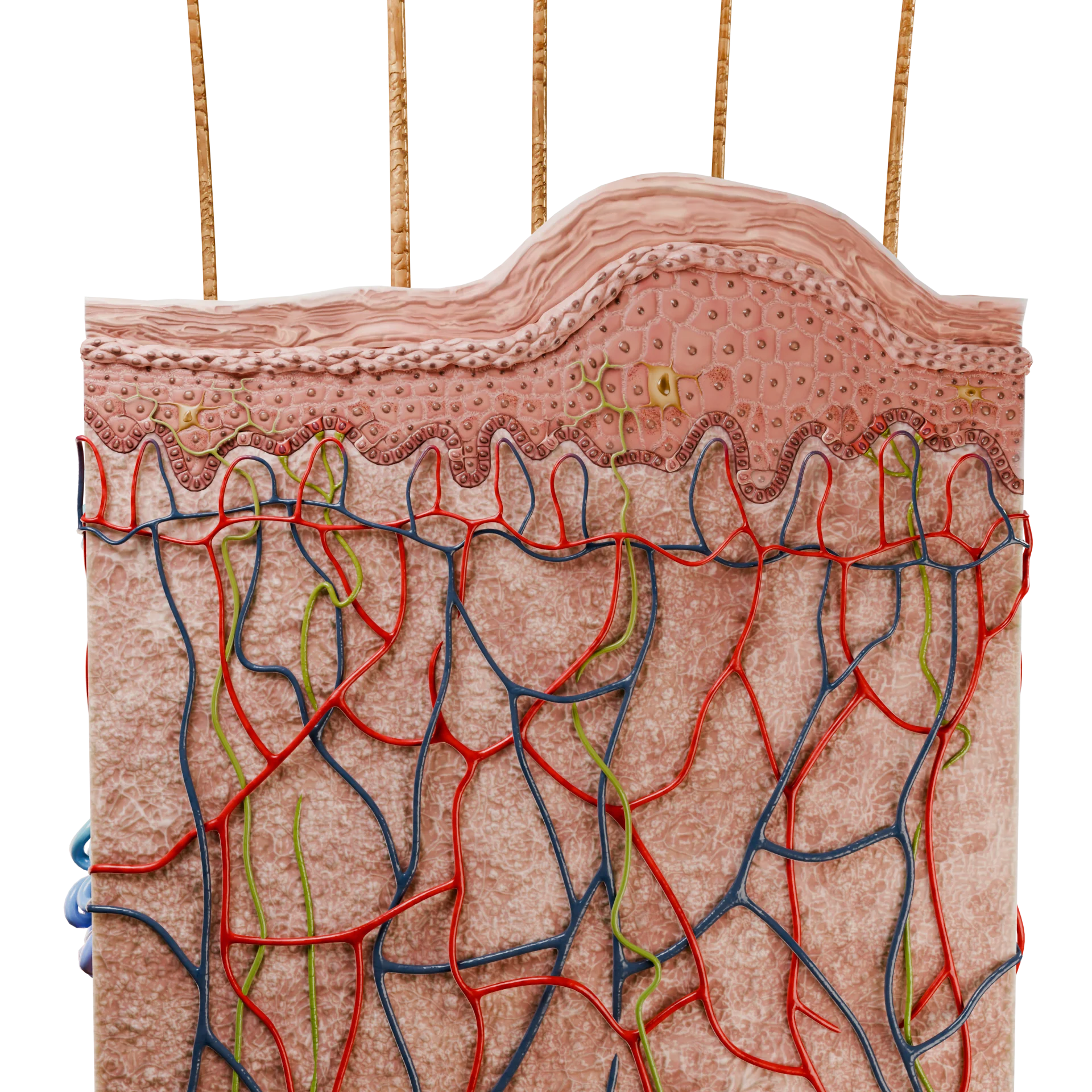 Non-Cavitary Primary Morphologic Elements of the Skin: Classification, Clinical Manifestations